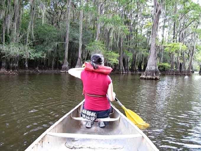Paddling through the cypress maze is like navigating nature's own obstacle course, minus the game show host.