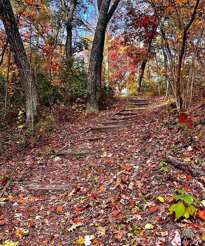 These woodland steps lead upward through crimson and gold, like climbing through a living Hallmark card that actually delivers.