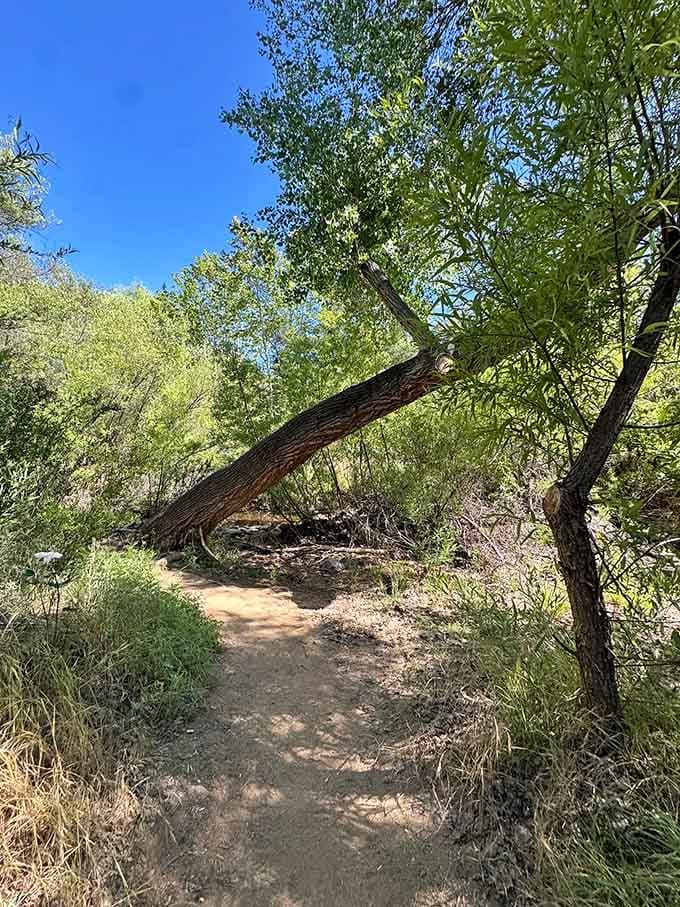 Trees lean dramatically over the path like they're trying to photobomb your hiking selfie, and honestly, we're here for it.