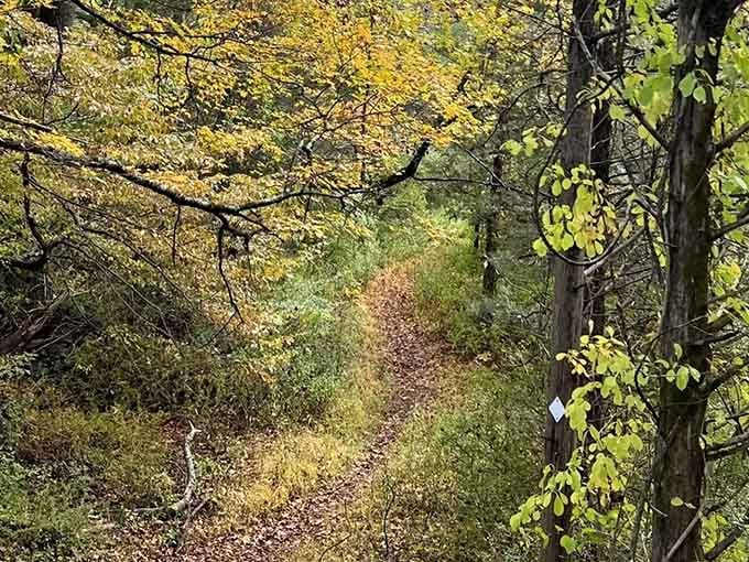 Sunlit trails beckon like nature's own yellow brick road, minus the flying monkeys.