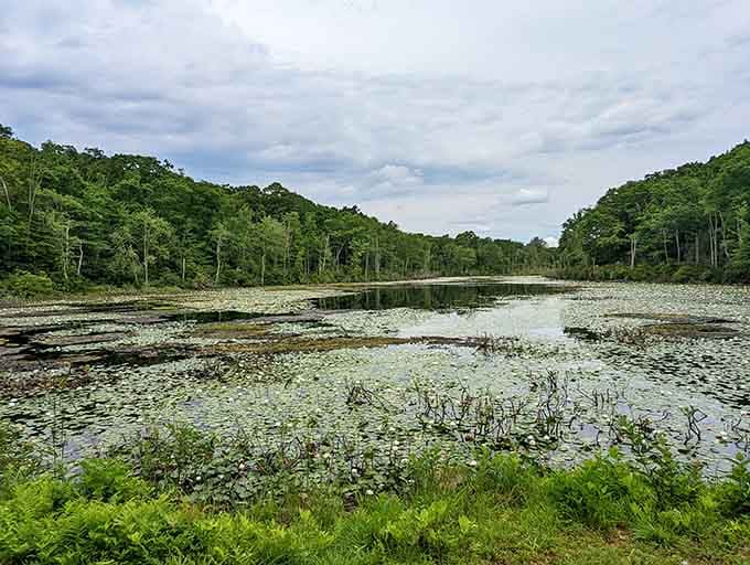 Cockaponset State Forest offers serene wetlands where nature does its thing without asking for likes or followers first.