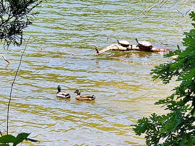 Even the local ducks know a good vacation spot when they see one—turtles sunbathing included.