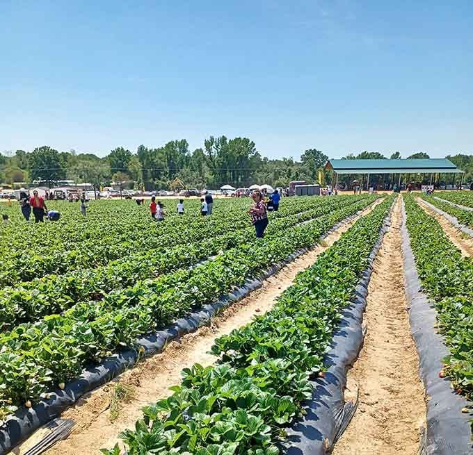 Spring afternoons spent bent over strawberry rows, where sore knees are the price of delicious rewards.