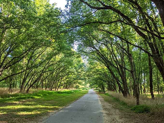 Nature's cathedral awaits along the trail, where dappled sunlight filters through arching trees like a scene from Mayberry.