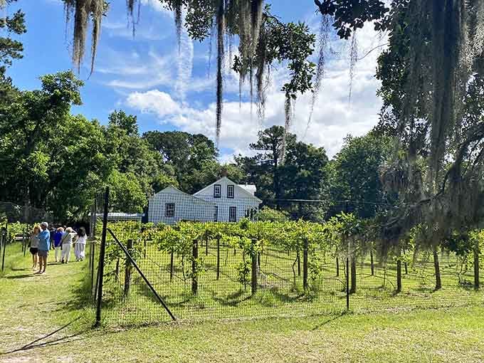 Rows of grapevines thriving on an island with no bridge? Now that's commitment to the craft that deserves a toast or three.