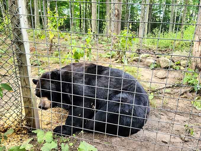 When a bear decides it's nap time, it commits with the kind of dedication we should all aspire to.