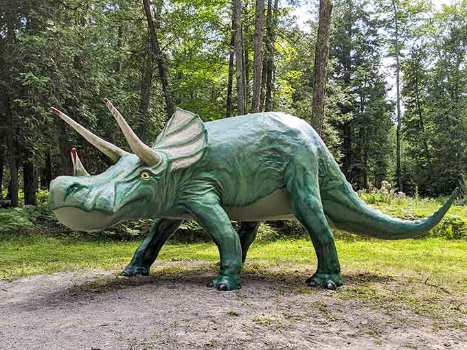 Three horns, four legs, and zero attitude: the Triceratops welcomes visitors with surprising gentleness at Dinosaur Gardens.