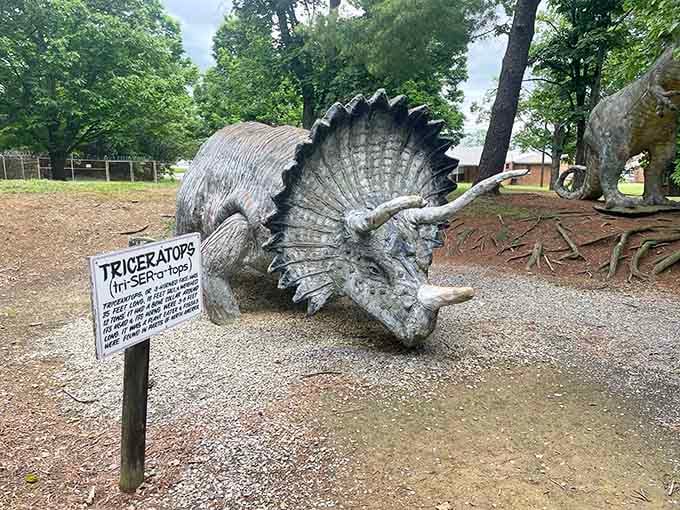 The Triceratops looks ready to charge, though after decades of standing guard, he's probably just stretching.