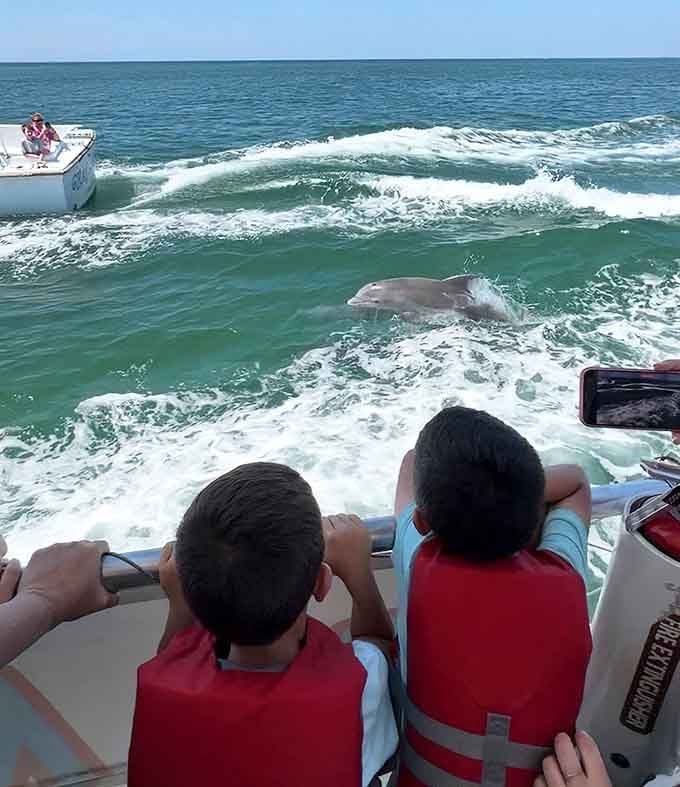 Kids watching dolphins in the wild beats any screen time, and honestly, the adults aren't much calmer.