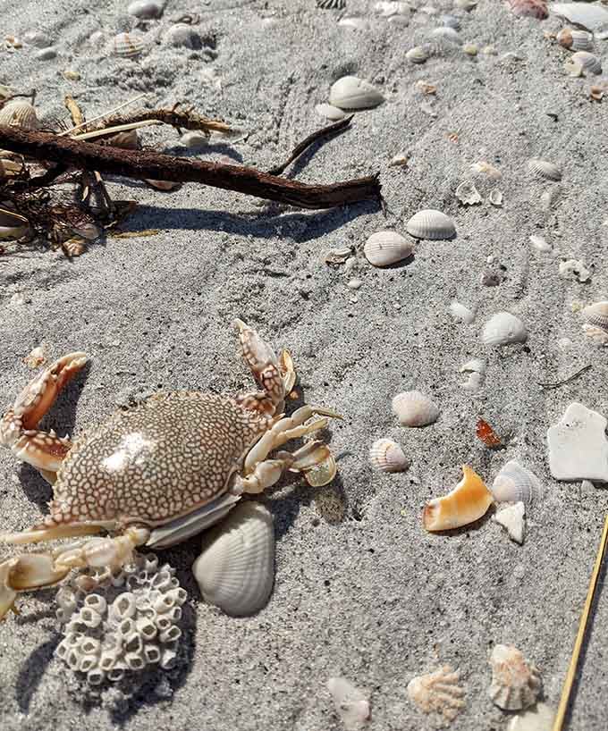 Beach treasures that didn't come from a gift shop—nature's own souvenir collection waiting to be discovered.