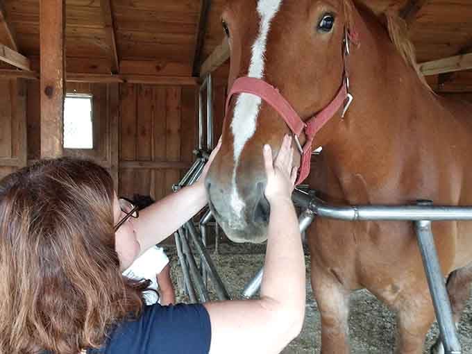 There's something magical about the trust in a horse's eyes when gentle hands reach out in friendship and affection.