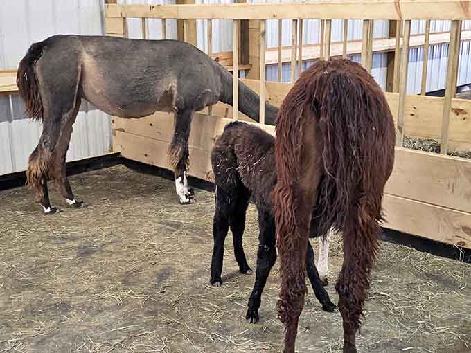 Baby llamas with their mamas create a scene so adorable, your heart might actually explode from the cuteness.