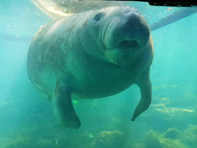 This gentle giant's face could launch a thousand "aww" reactions and probably already has on social media.