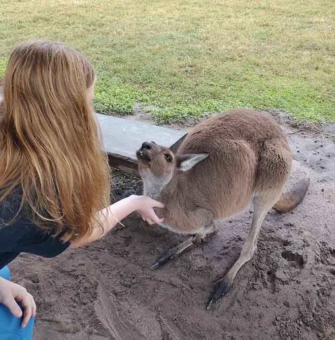 Kangaroos lounging in Florida dirt like they're on an Australian beach vacation, and they're absolutely nailing the relaxed tourist vibe.
