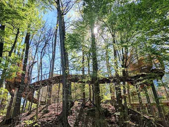 Walking among the treetops like you're in an adventure movie, minus the dramatic soundtrack and danger.