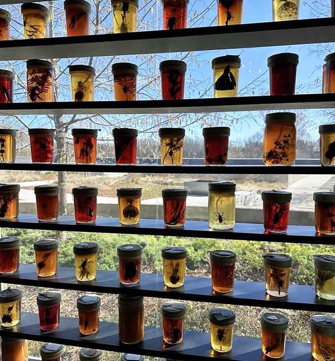 Backlit specimens create a living stained glass window that beats any cathedral display you've ever seen.