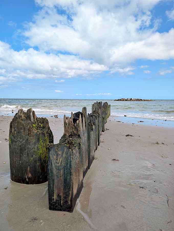 These weathered pilings stand like sculptures, proof that even decay can be beautiful when nature's the artist.