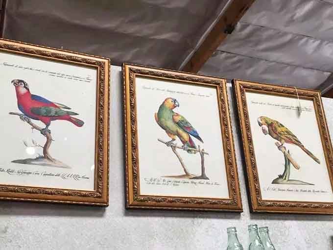 These framed parrot prints bring more personality to walls than any mass-produced poster ever could dream of.
