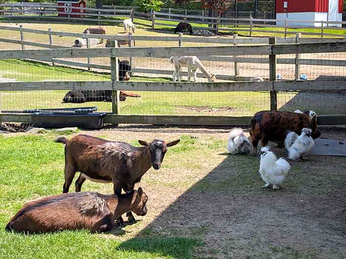 The farm residents lounging in the sunshine like they're on vacation, which technically they are, every single day of the year.