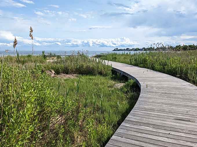 A winding boardwalk through coastal marshes lets you explore tidal ecosystems without getting your feet wet or muddy.