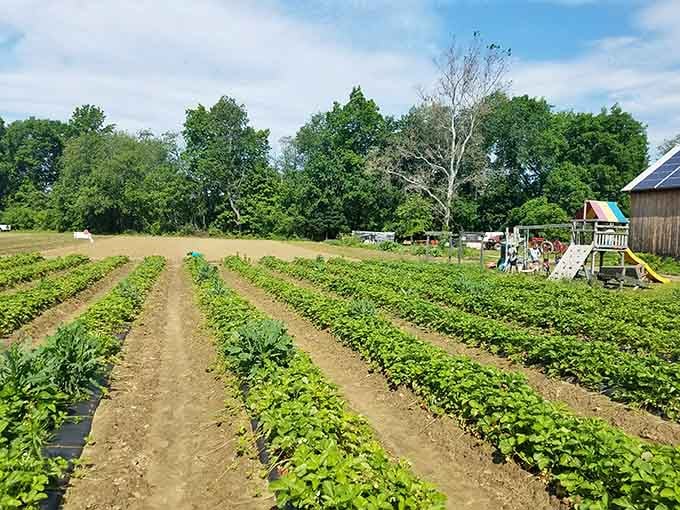 Those perfectly straight rows promise the kind of fresh vegetables that make supermarket produce weep with envy.