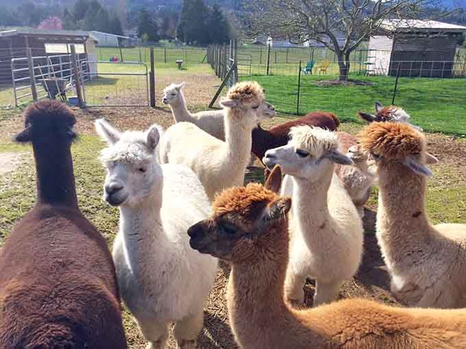 When the whole gang shows up for a group photo, you realize alpacas have better hair than most people.
