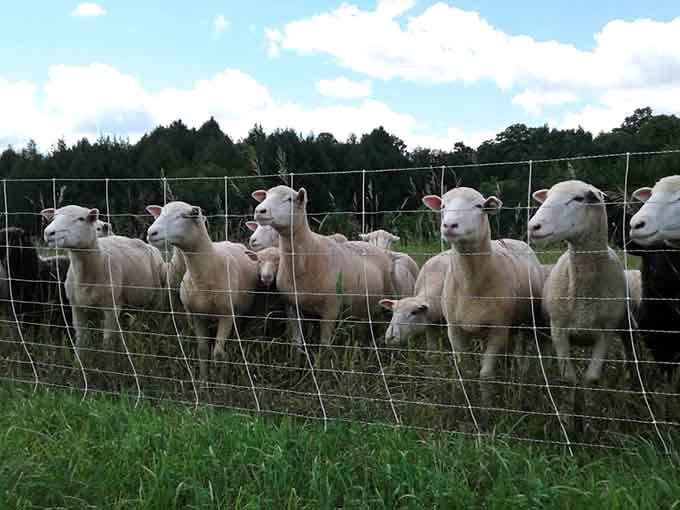 Local farms dot the landscape, where sheep outnumber people and nobody seems to mind one bit.