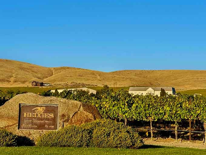 Golden hour hits different when you're surrounded by vines that'll soon become your favorite Cab.