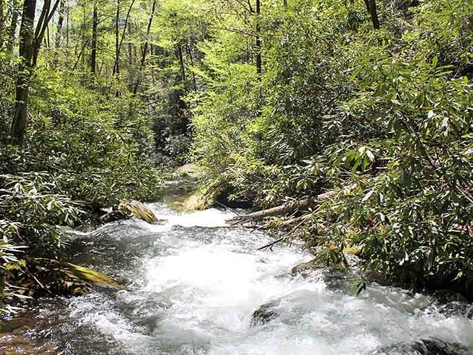 Mountain water moves with purpose here, creating nature's own white-water symphony through the green cathedral.