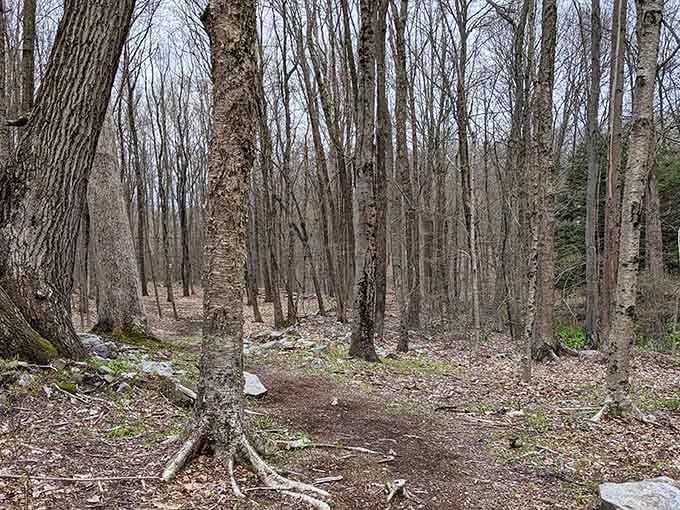 These trails wind through the woods with the quiet confidence of someone who knows exactly where they're going.