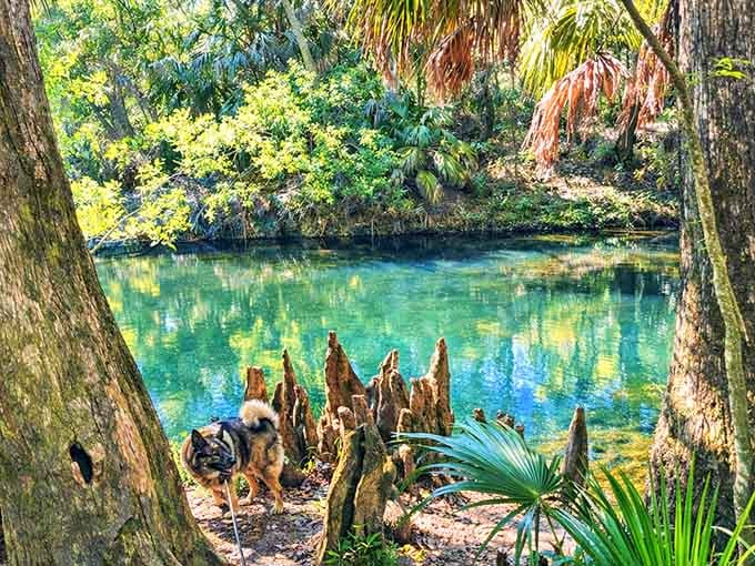 Even the four-legged visitors can't resist that impossibly turquoise water framed by ancient cypress stumps and Spanish moss.