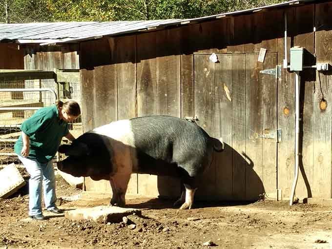 Farm life includes caring for all creatures great and small, even the impressively large ones.