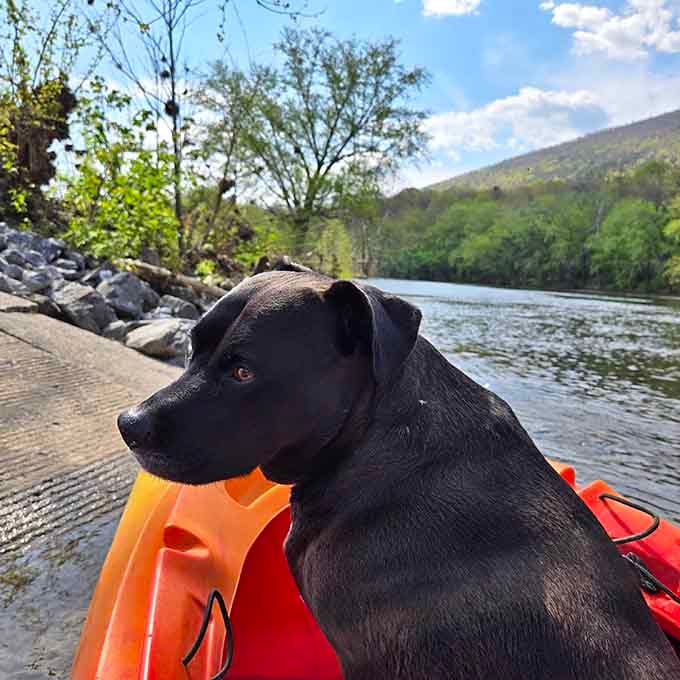 Even the local dogs know the best way to experience the James River is from a kayak.