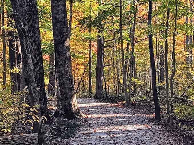 Autumn paints these woodland trails in colors so vivid, Mother Nature clearly moonlights as an interior decorator with impeccable taste.