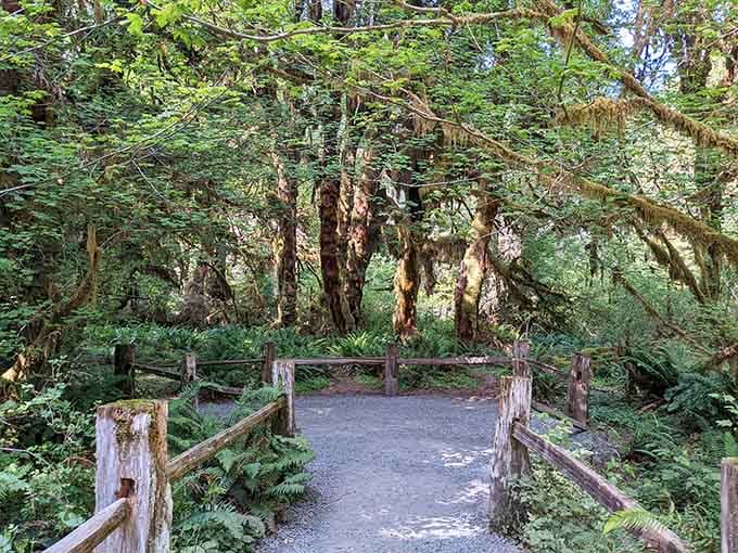 A rustic wooden bridge leads you deeper into the green, and yes, you absolutely should keep walking.