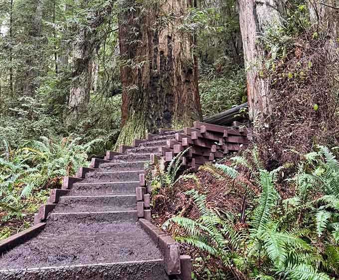 These wooden stairs lead deeper into the forest where the trees have been keeping secrets for centuries.