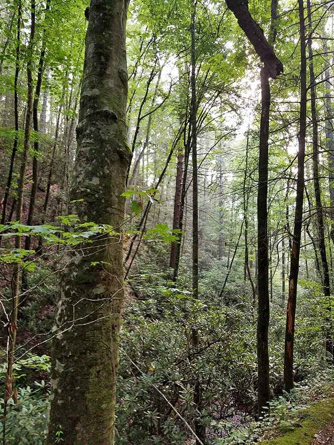 Towering trees create a cathedral of green where the only sermon you'll hear is birdsong and rustling leaves.