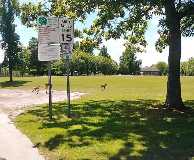 Bergman Park: where deer casually photobomb your morning walk because nature here hasn't gotten the memo about personal space.