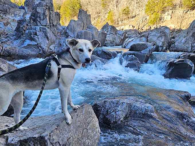 Even four-legged visitors appreciate the stunning winter scenery at this geological wonderland turned frozen paradise.