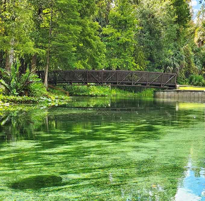 This peaceful boardwalk bridge offers front-row seats to one of Florida's most stunning natural shows.