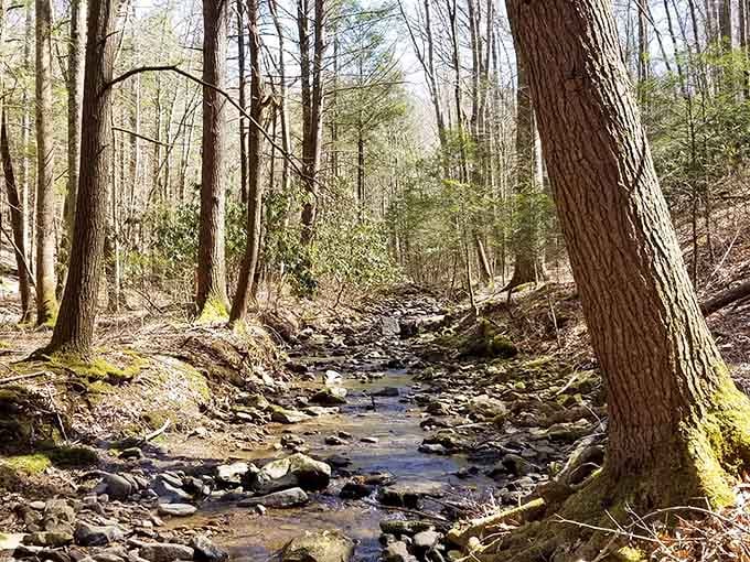 A babbling brook winds through the forest, providing the kind of white noise machine you can't buy on Amazon.