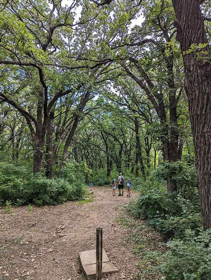 A family adventure through towering oaks where the canopy filters sunlight into pure magic overhead.