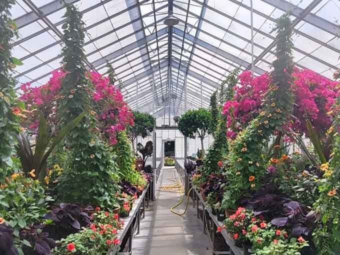 Inside the greenhouse, tropical plants thrive year-round while Ohio weather throws its usual tantrums outside those glass walls.