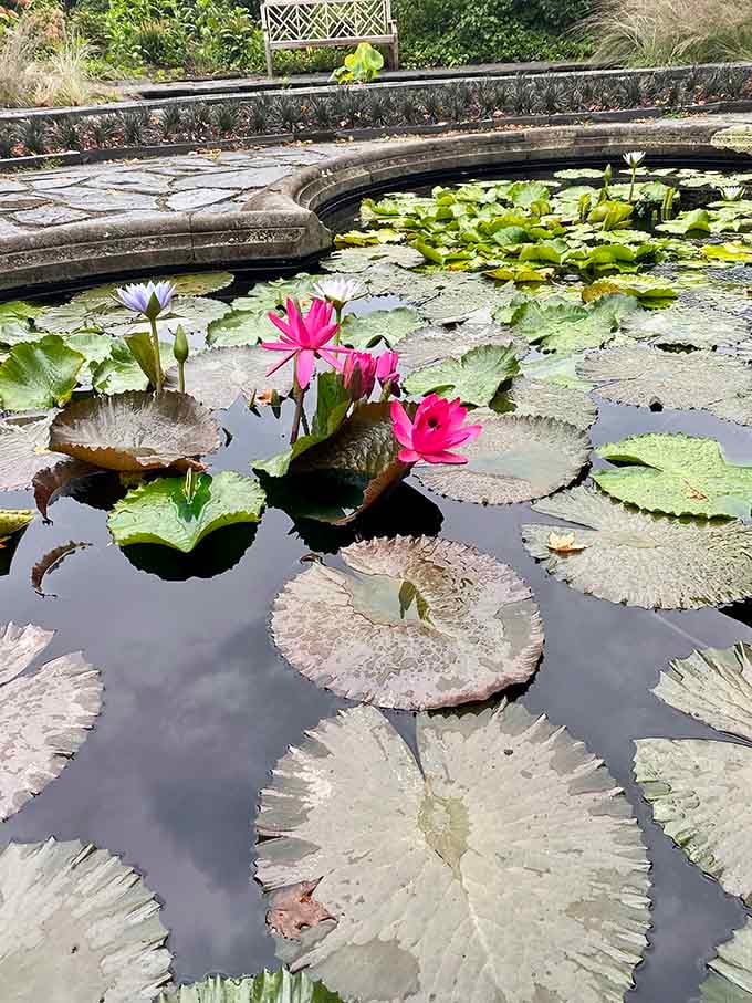 Water lilies floating like nature's own artwork, proving that ponds can be Instagram-worthy without trying too hard.