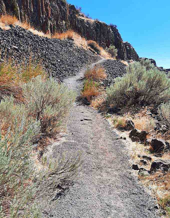 The trail winds through classic Eastern Washington high desert, where sagebrush meets those impressive columnar basalt formations.