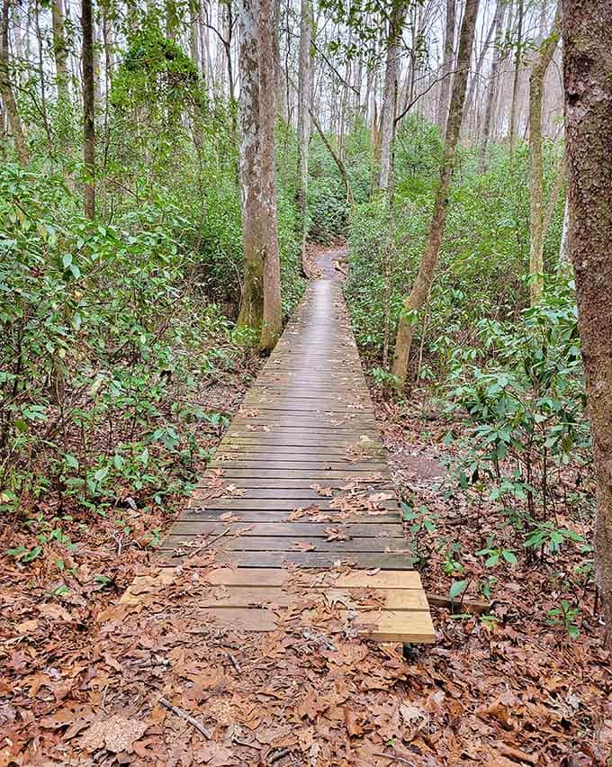 Wooden boardwalks guide you through wetland areas where the forest gets wonderfully mysterious and photogenic.