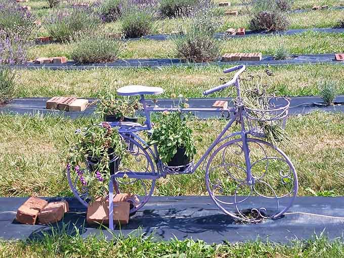 This vintage bicycle planter is giving serious garden goals, proving that retirement can be absolutely fabulous.