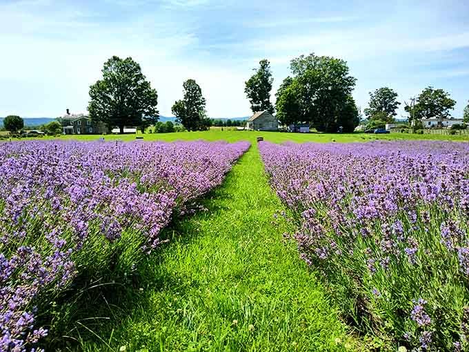 Walking these grass pathways between lavender rows feels like entering a purple paradise with built-in aromatherapy.