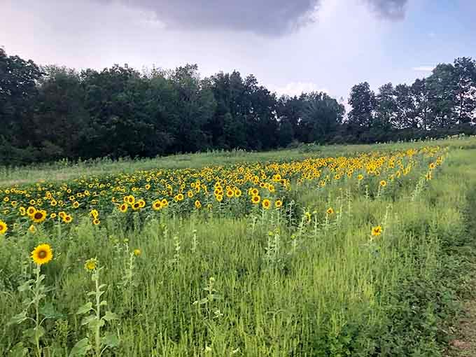 Rolling hills meet golden fields in a landscape that belongs on a postcard, not off Route 206.