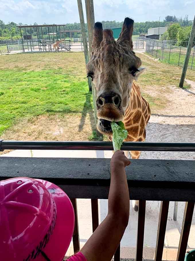 That giraffe's expression says it all: lettuce has never tasted this good or come from this high up.